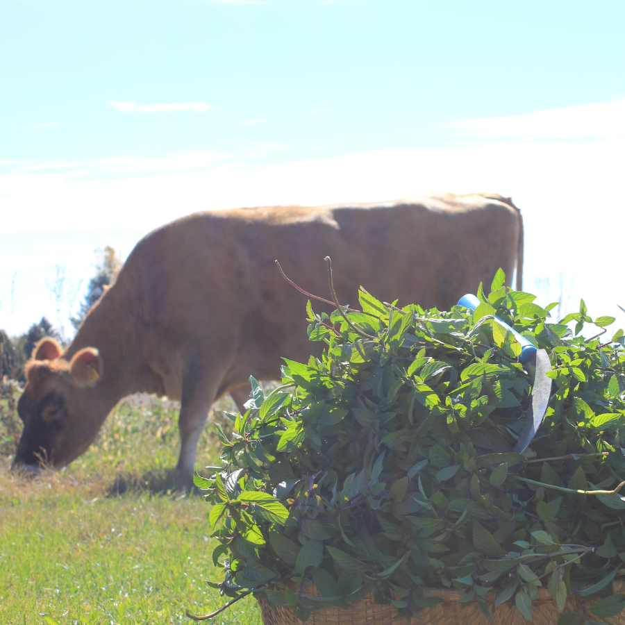 About Us – Soda Farm