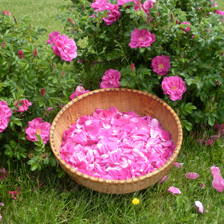 About Us – Soda Farm